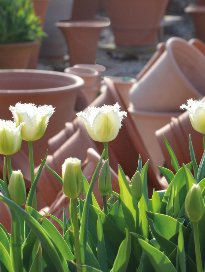 Handmade British Frostproof Flowerpots | Whichford Pottery