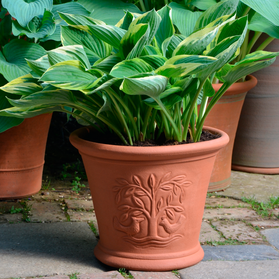 Handmade British Frostproof Flowerpots | Whichford Pottery